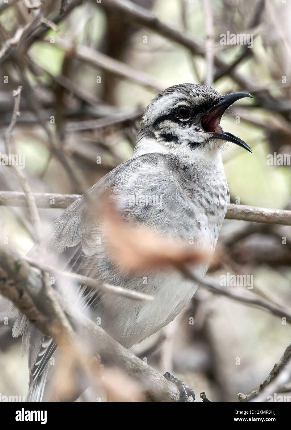 Long-tailed mockingbird, Mimus longicaudatus platensis, hosszúfarkú ...