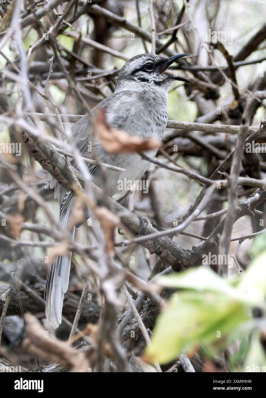 Long-tailed mockingbird, Mimus longicaudatus platensis, hosszúfarkú ...