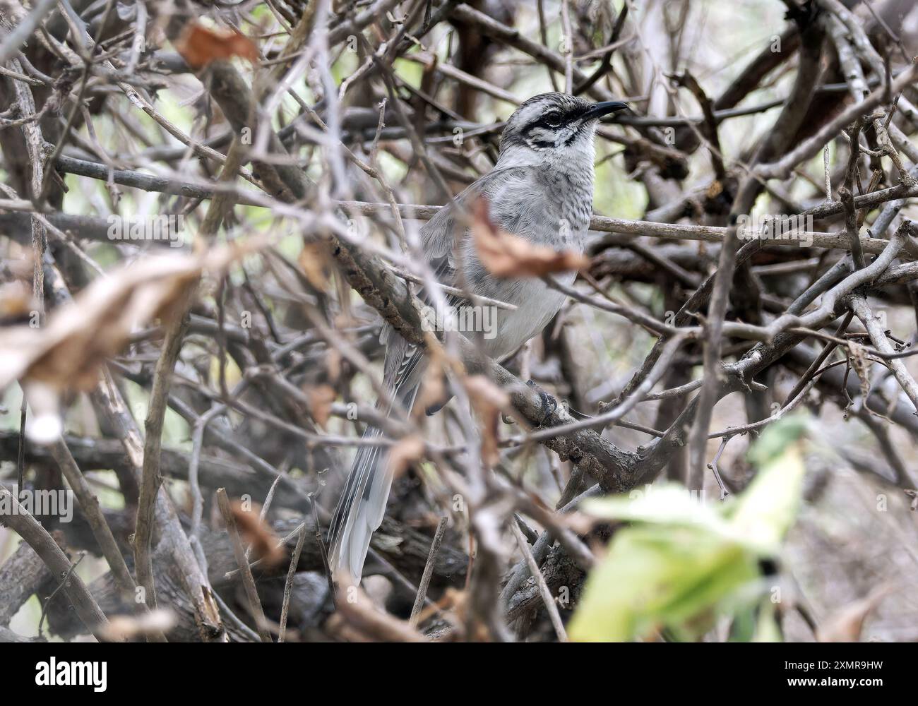 Long-tailed mockingbird, Mimus longicaudatus platensis, hosszúfarkú ...