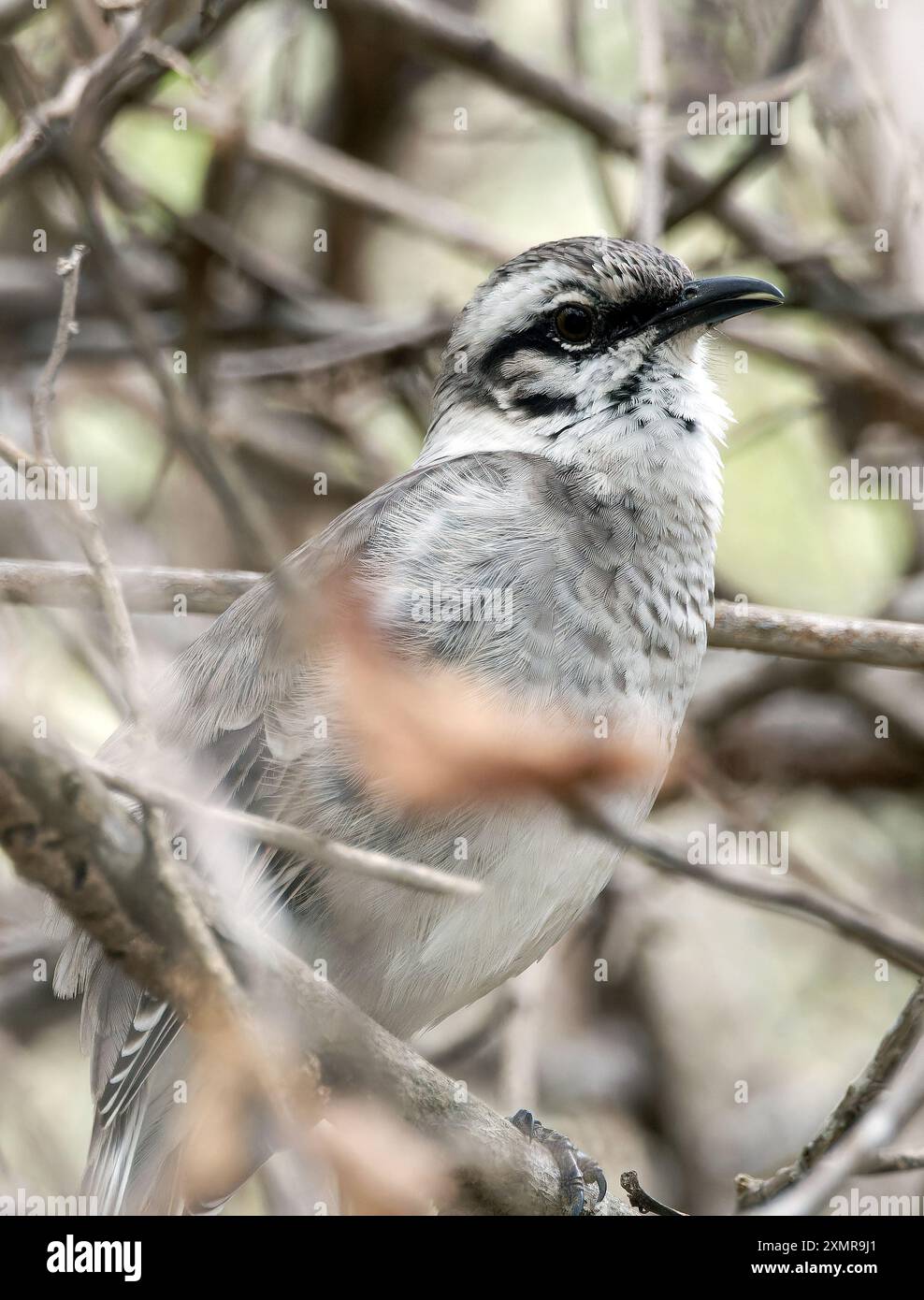 Long-tailed mockingbird, Mimus longicaudatus platensis, hosszúfarkú ...