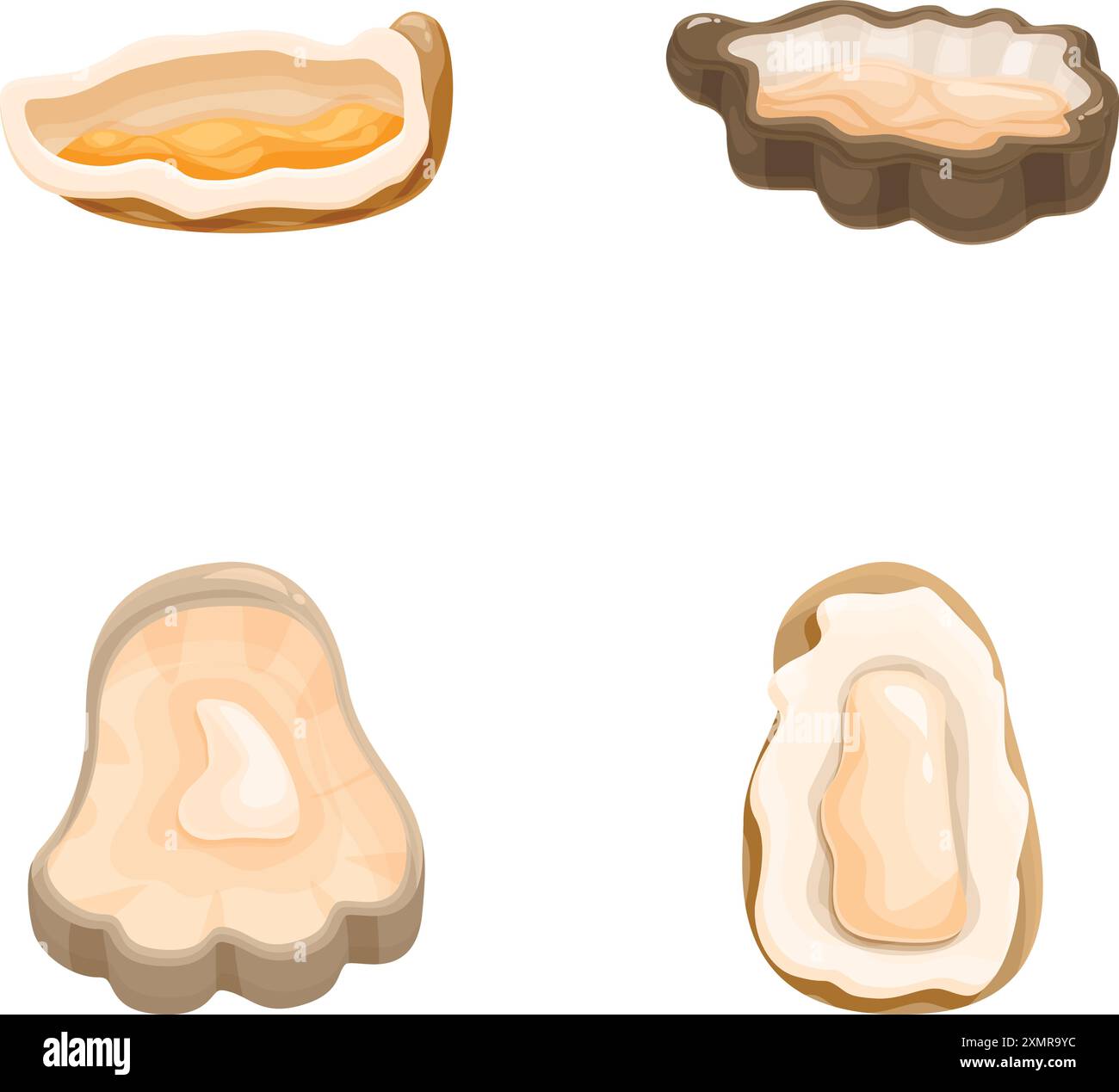 Collection of assorted oyster shell illustrations and vector graphics ...