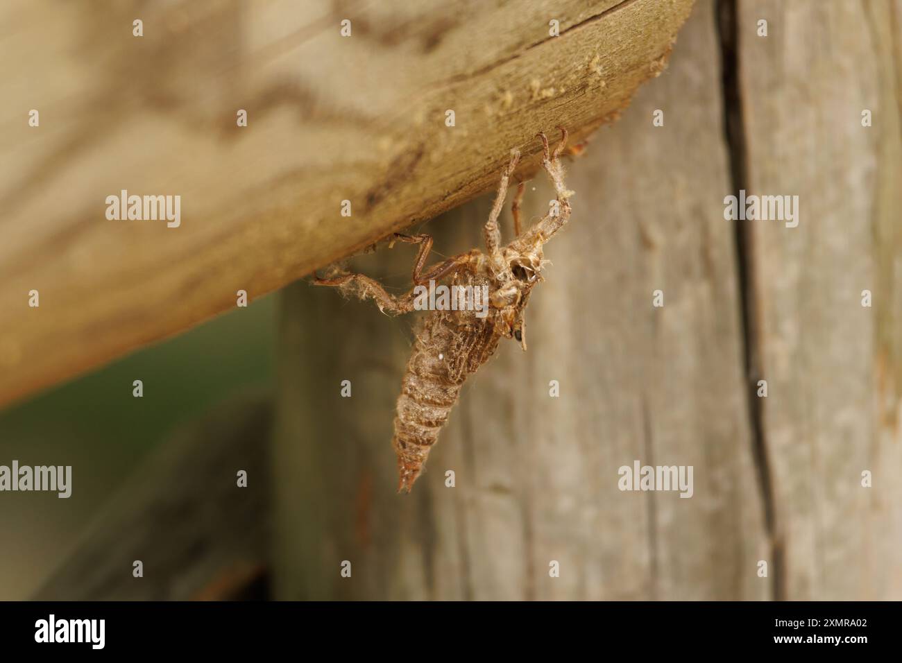 Dermoskeleton hi-res stock photography and images - Alamy