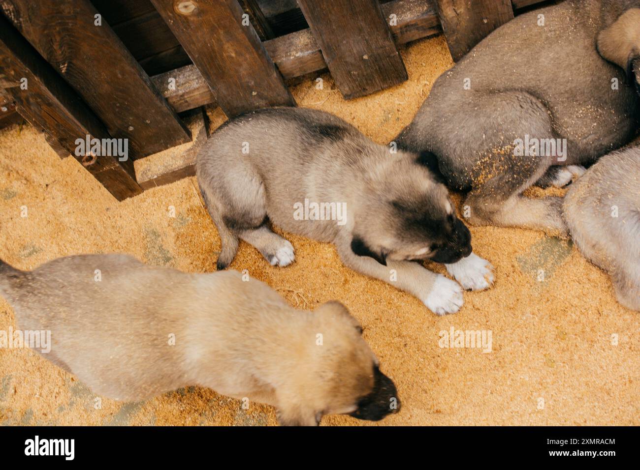 Turkish breed shepherd dog puppies Kangal as livestock guarding dog ...