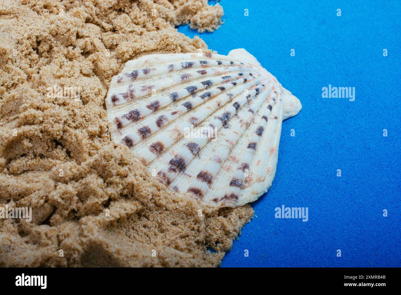 Natural seashell macro texture. Seashells background texture Stock ...