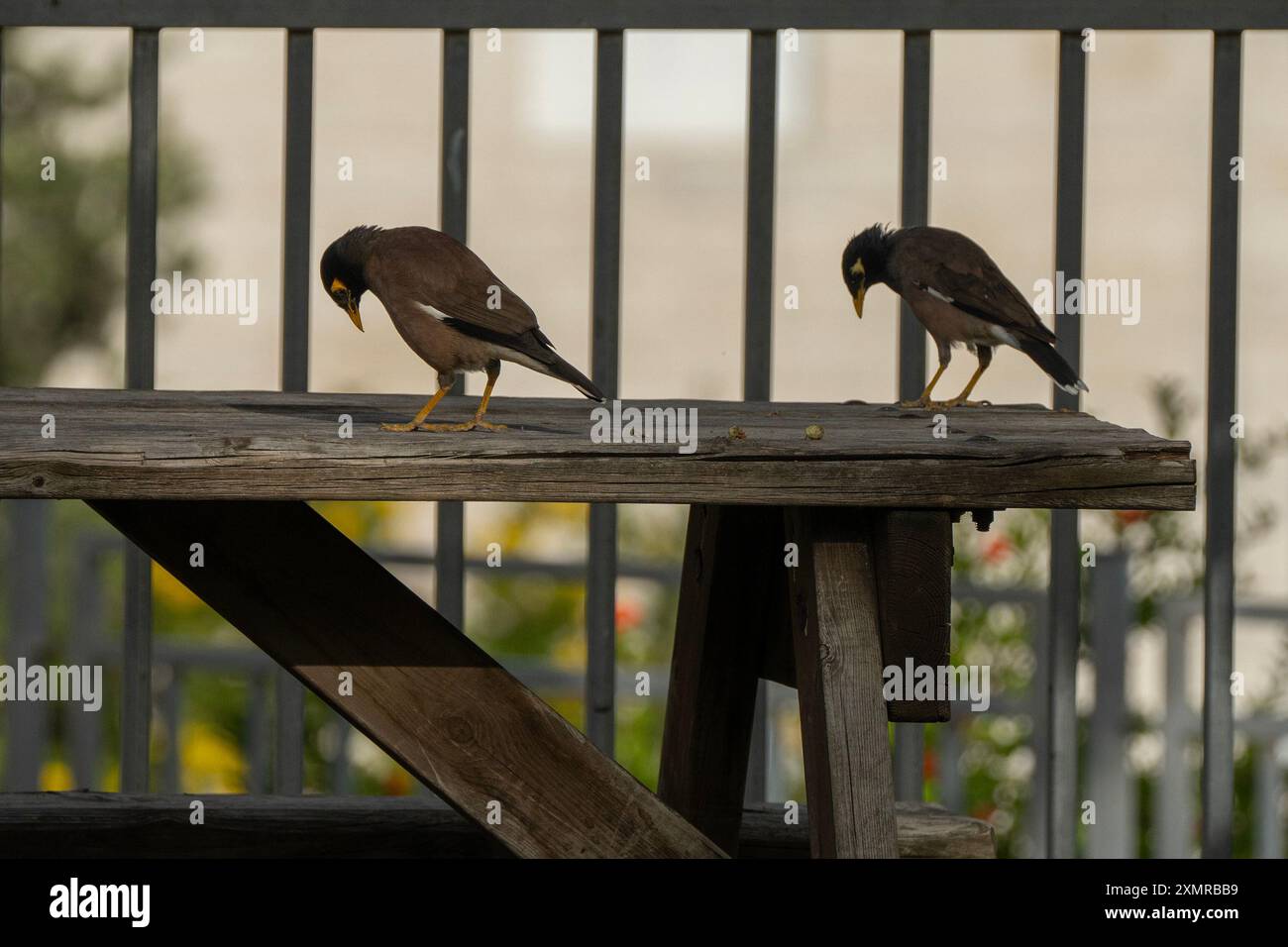 Two Indian myna birds looking for food on a wooden picnic table Stock ...