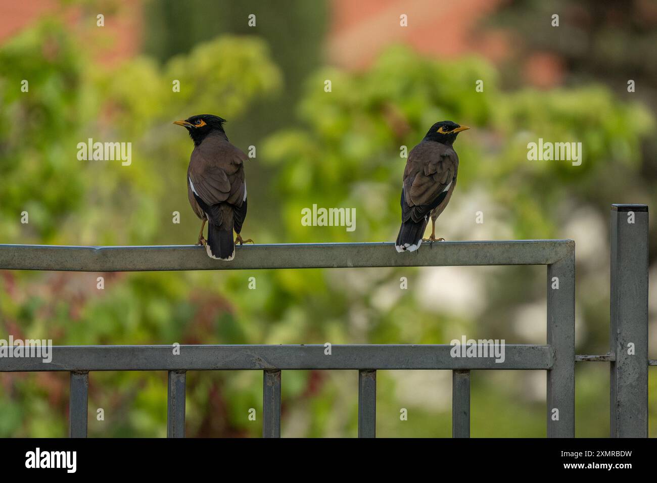 Two Indian myna birds, perched on a metal fence, looking in opposite ...