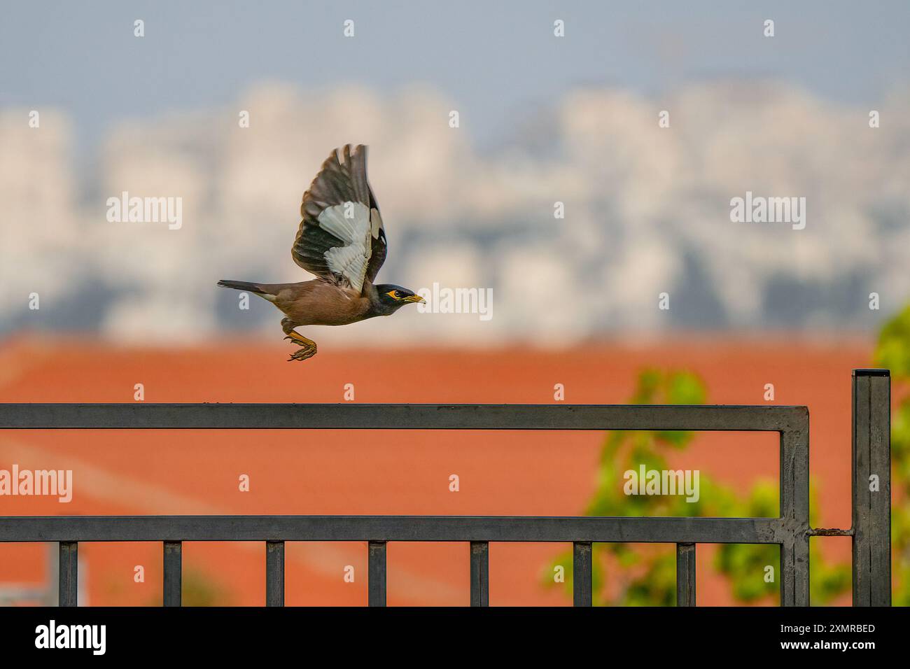 An Indian myna bird flying over a fence with the city of Jerusalem ...