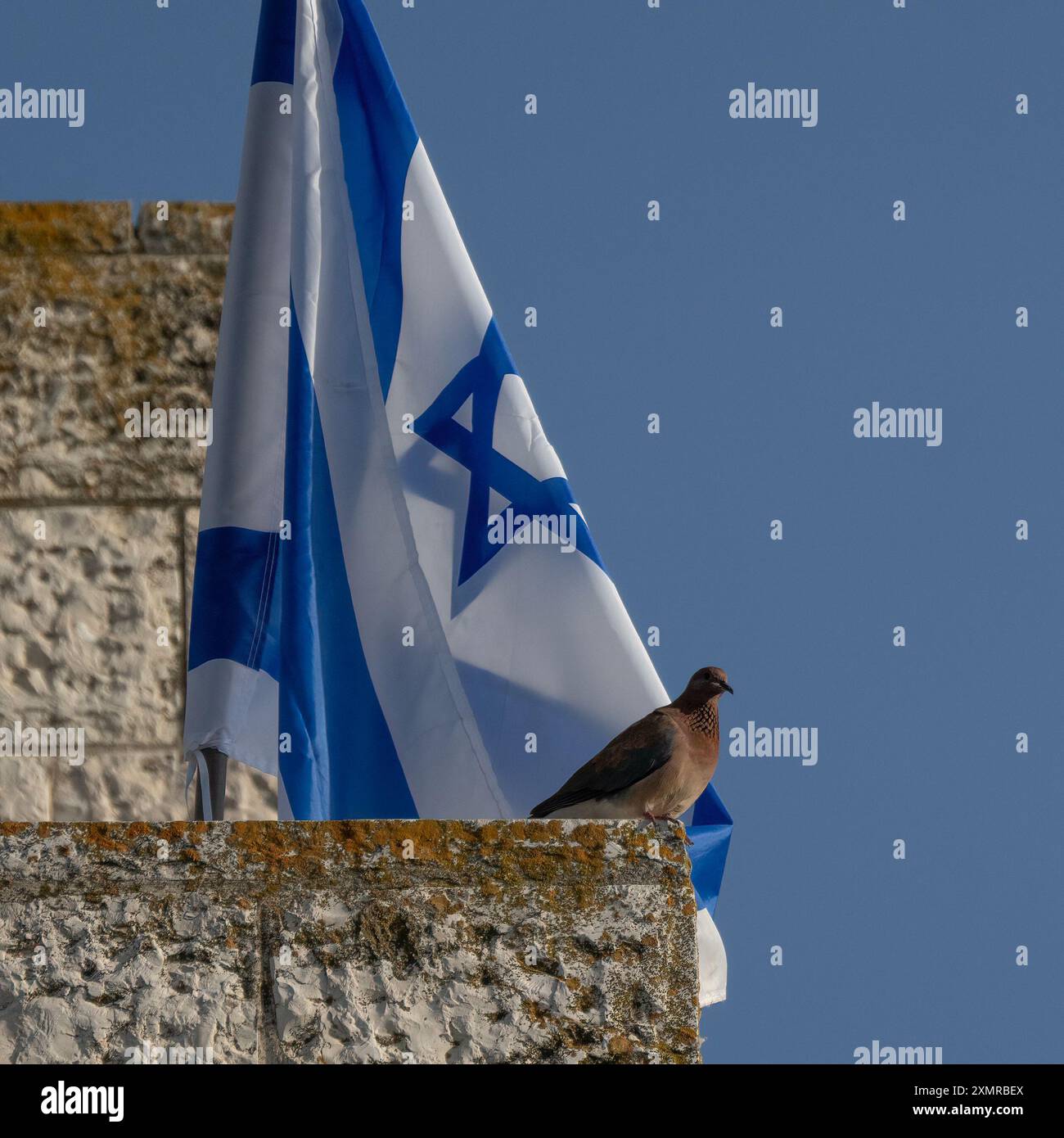 A laughing dove perched on a stone wall, by the Israeli national flag ...