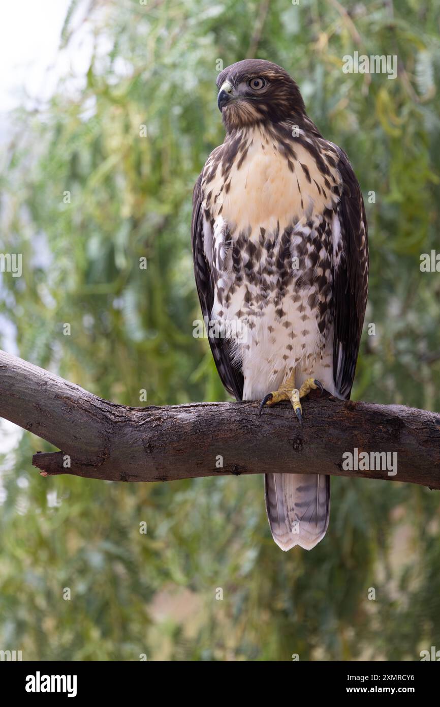 Red tailed hawk with its identifying belly band visible perches on ...