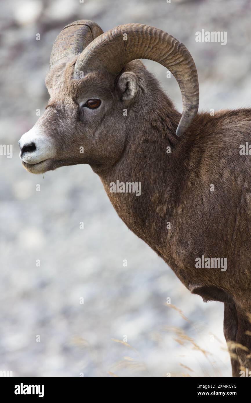 Handsome sheep hi-res stock photography and images - Alamy