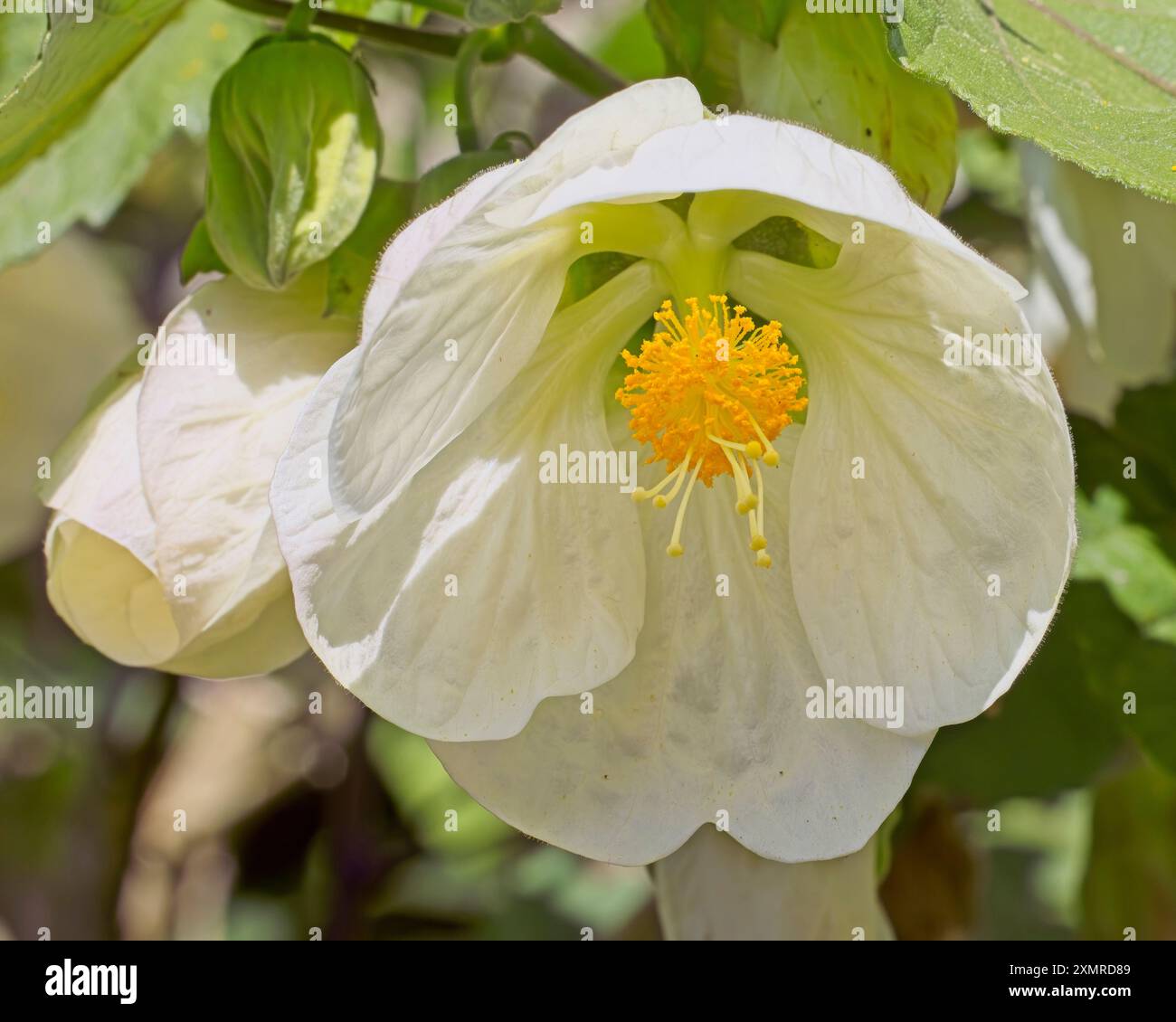 A white Abutilon flower, close-up, hybrid cultivated plant Stock Photo ...
