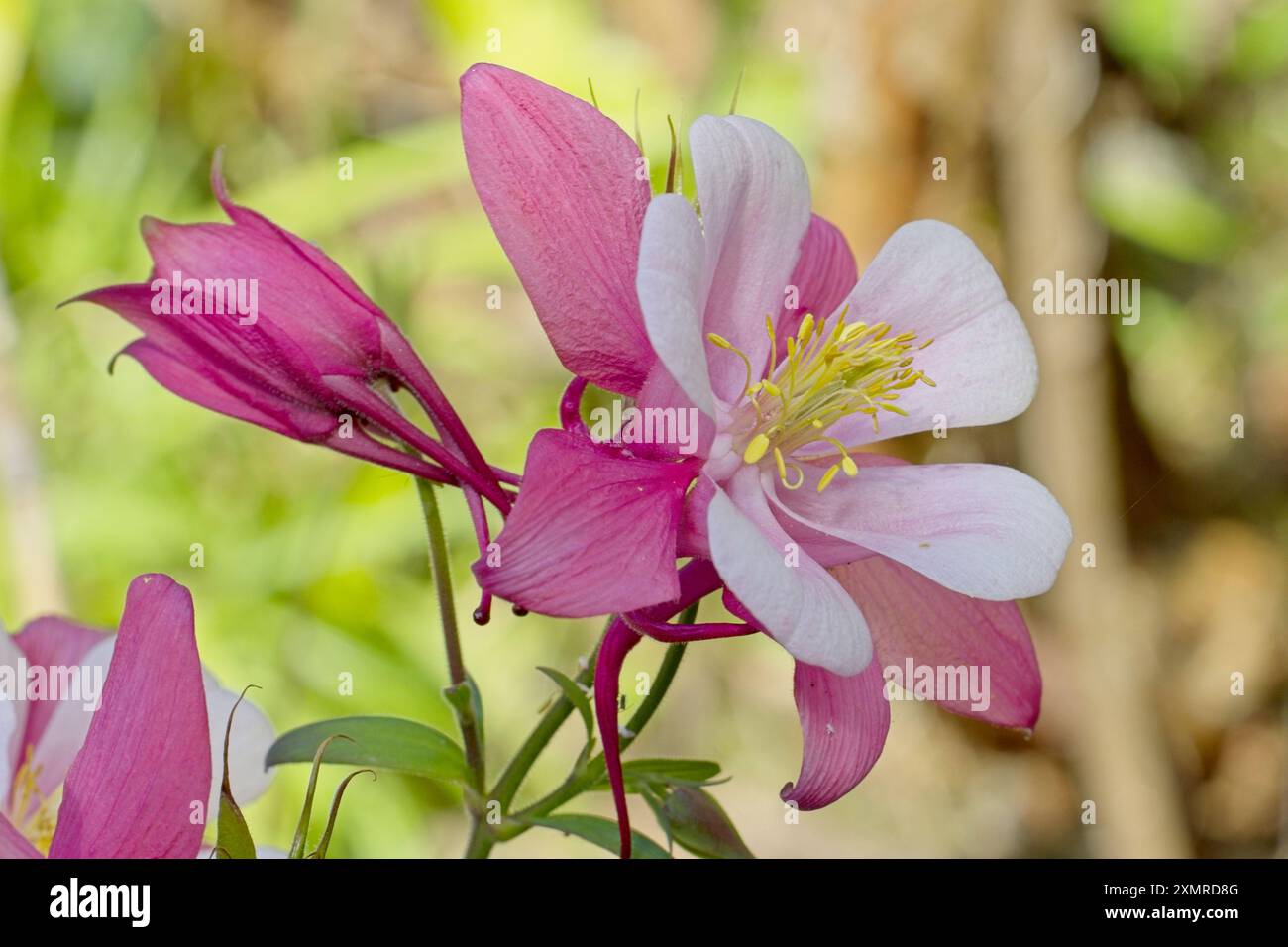 Columbine, Aquilegia coerulea, bicolour, Kirigami Rose & Pink ...