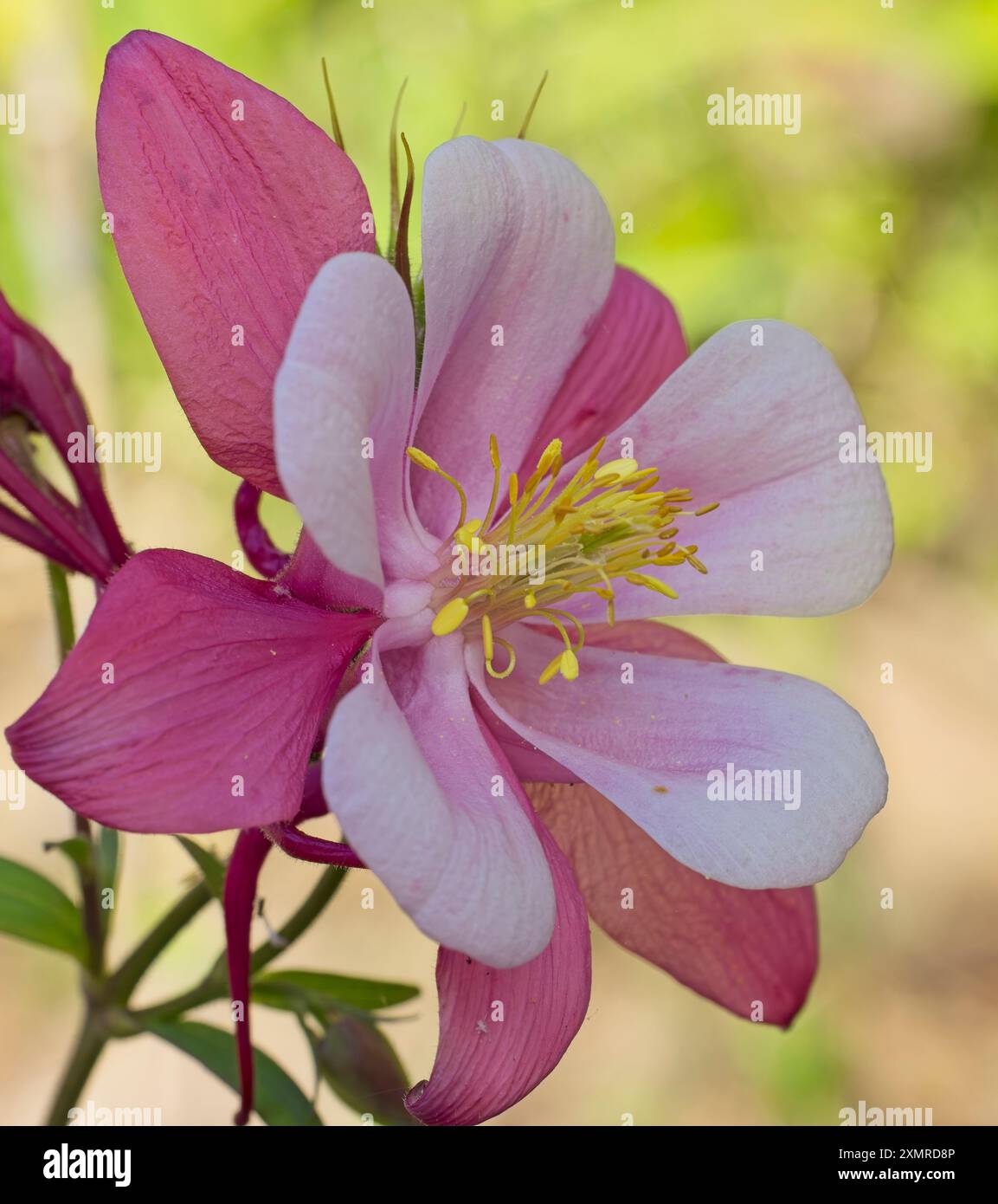 Columbine, Aquilegia coerulea, bicolour, Kirigami Rose & Pink ...