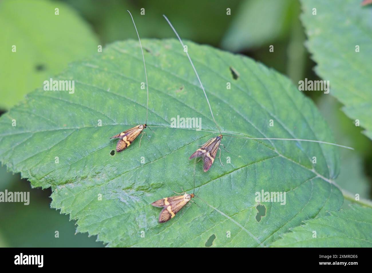 Yellow-banded Longhorn Moths or Yellow-barred Long-horn, (Nemophora ...