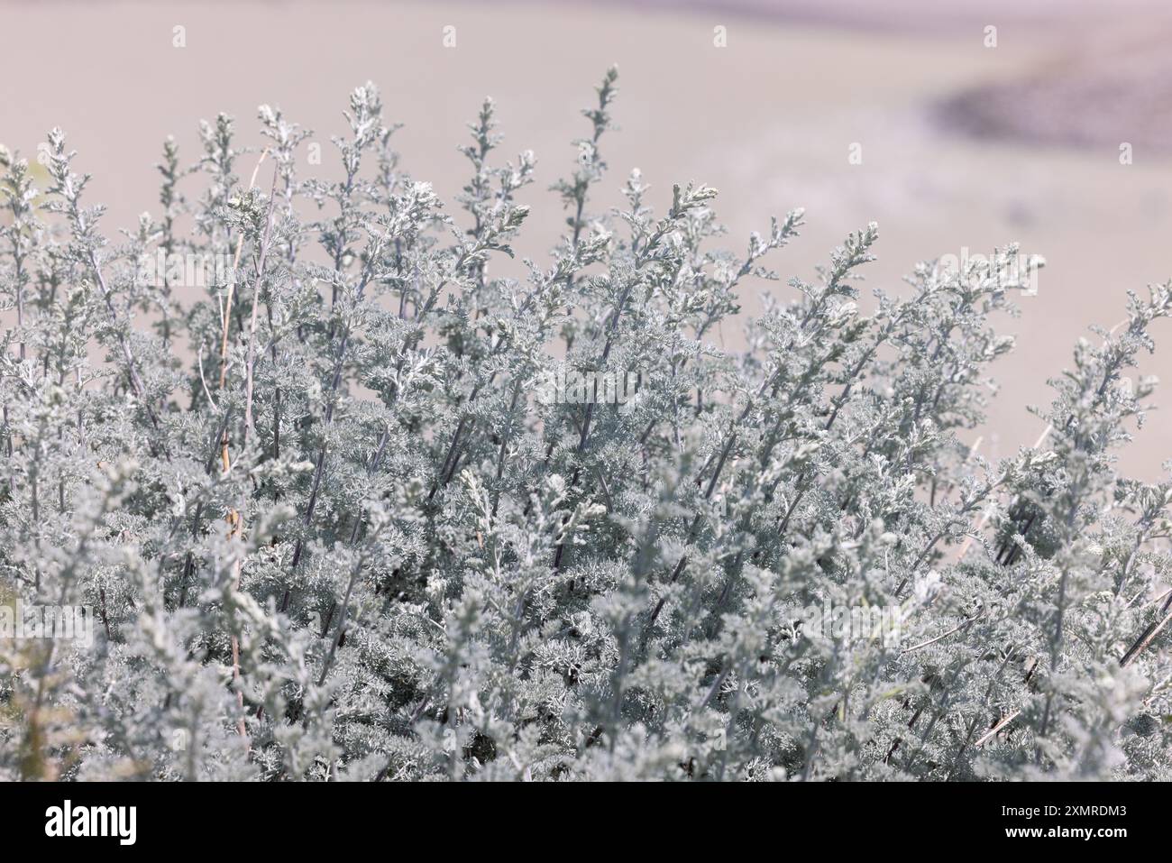 Sage brush great basin hi-res stock photography and images - Alamy