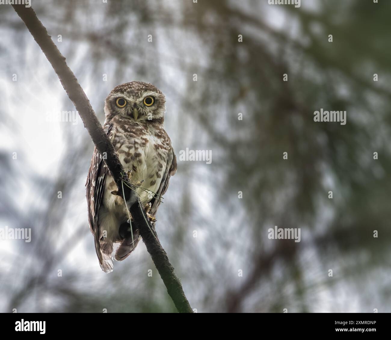 Owl looking down hi-res stock photography and images - Alamy