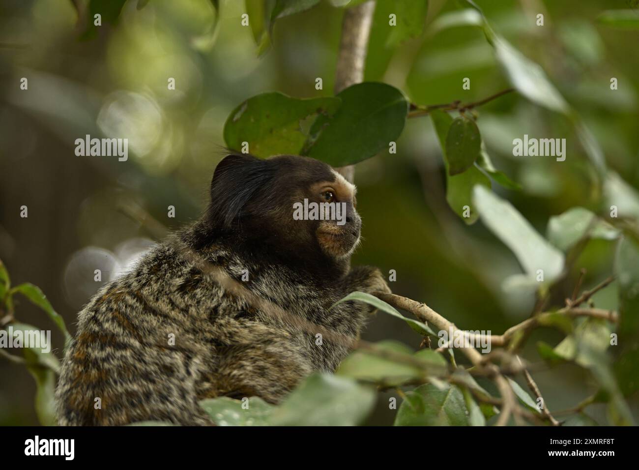 Exotic monkey species hi-res stock photography and images - Alamy