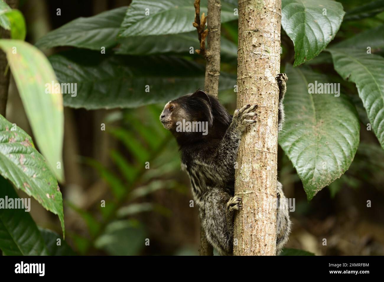 Brazil high resolution new hi-res stock photography and images - Alamy