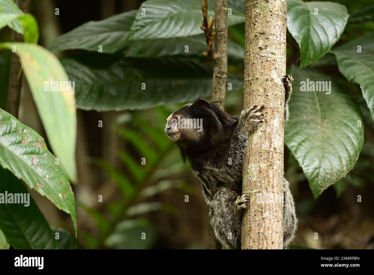 Tropical Forest New World Monkey Stock Photo - Alamy