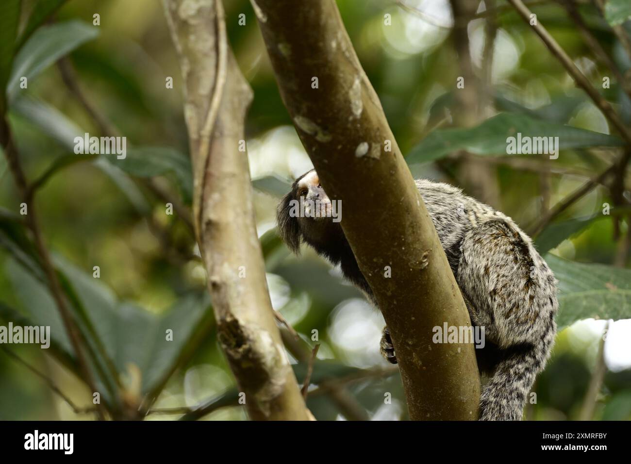 Tropical Forest New World Monkey Stock Photo - Alamy