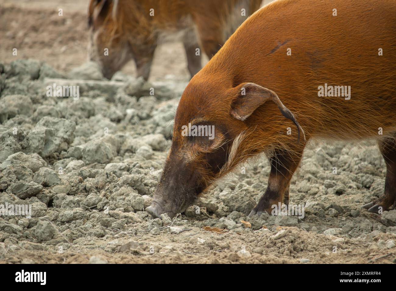 A profile view of the red river hog also known as bush pig a wild pig ...