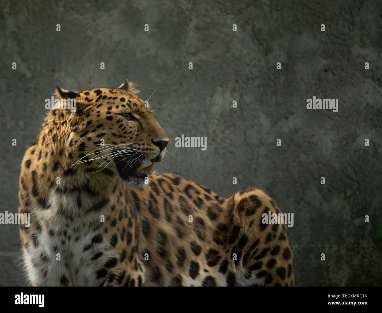Adult Amur leopard Panthera pardus orientalis. Sitting on the surface ...