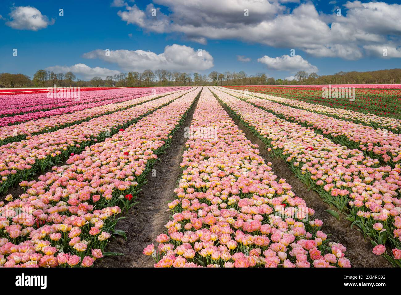 Landscape Dutch flower bulb field with a growing double pink yellow ...