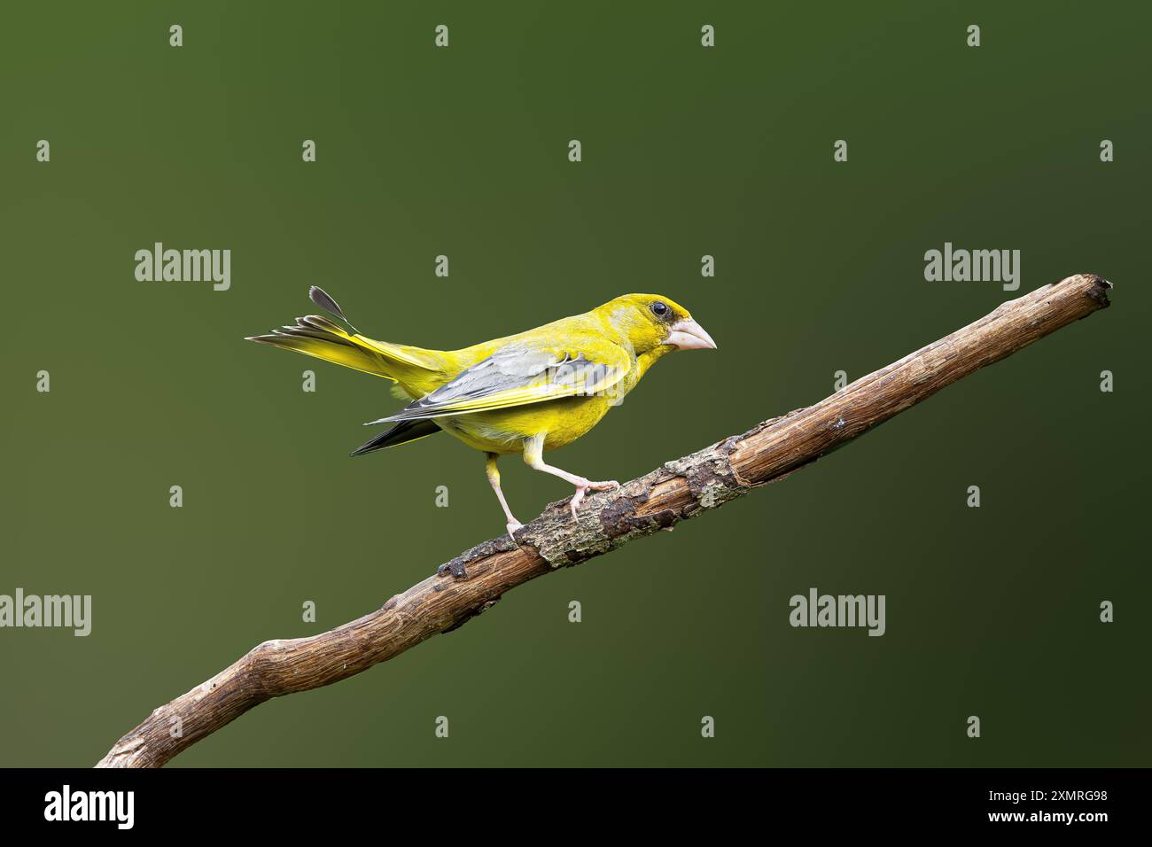 Close up of a very yellow Greenfinch, Chloris chloris, showing mating ...