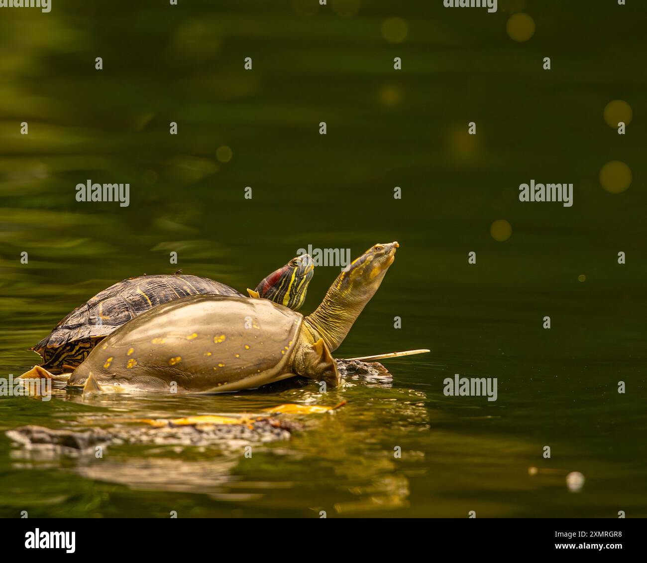A Pair of Red Ear Slider and pig nose turtle in lake Stock Photo - Alamy