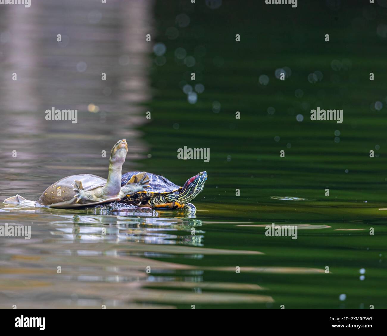 Pig nose turtles hi-res stock photography and images - Alamy