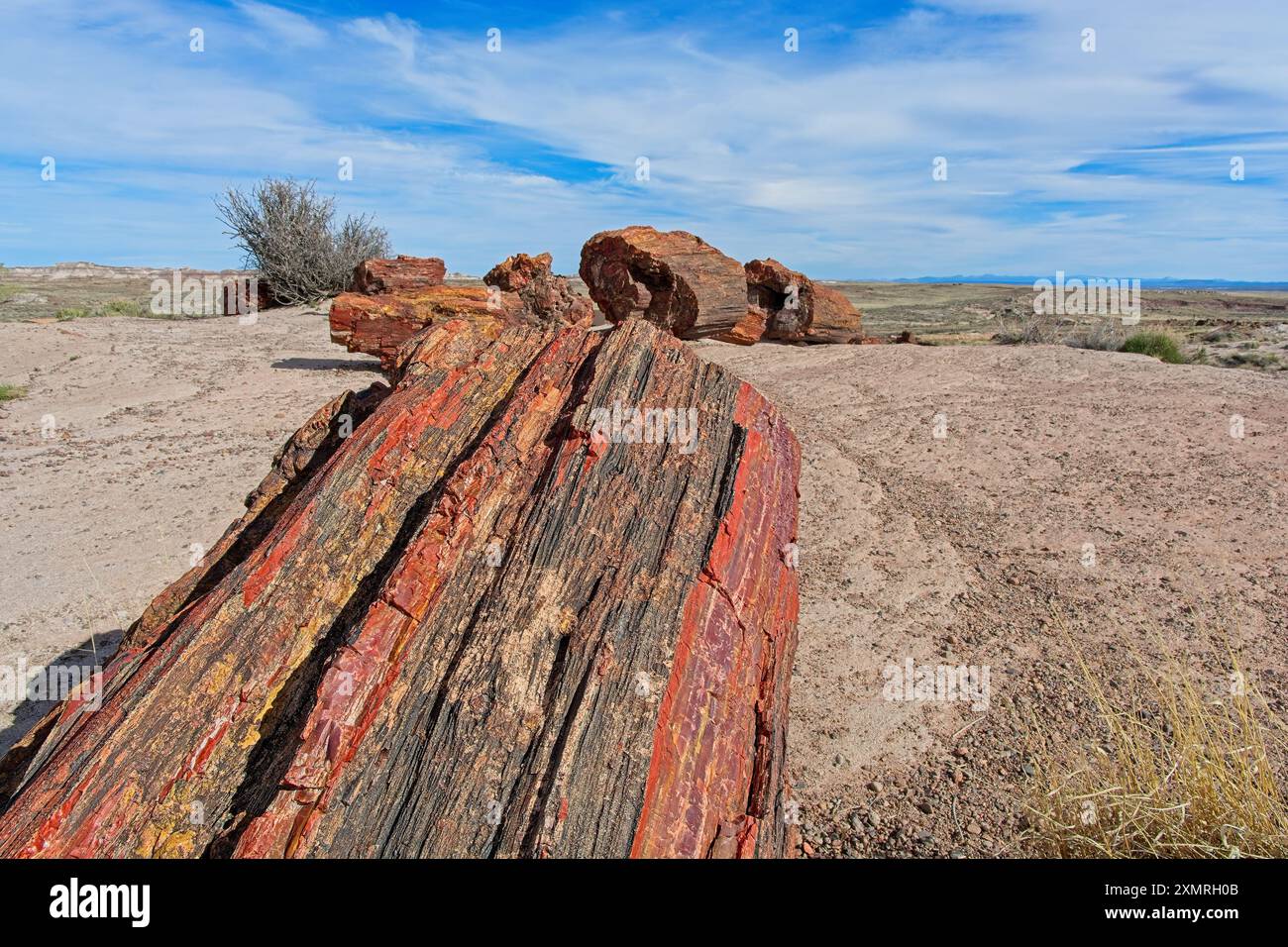 Close up textured petrified hi-res stock photography and images - Alamy