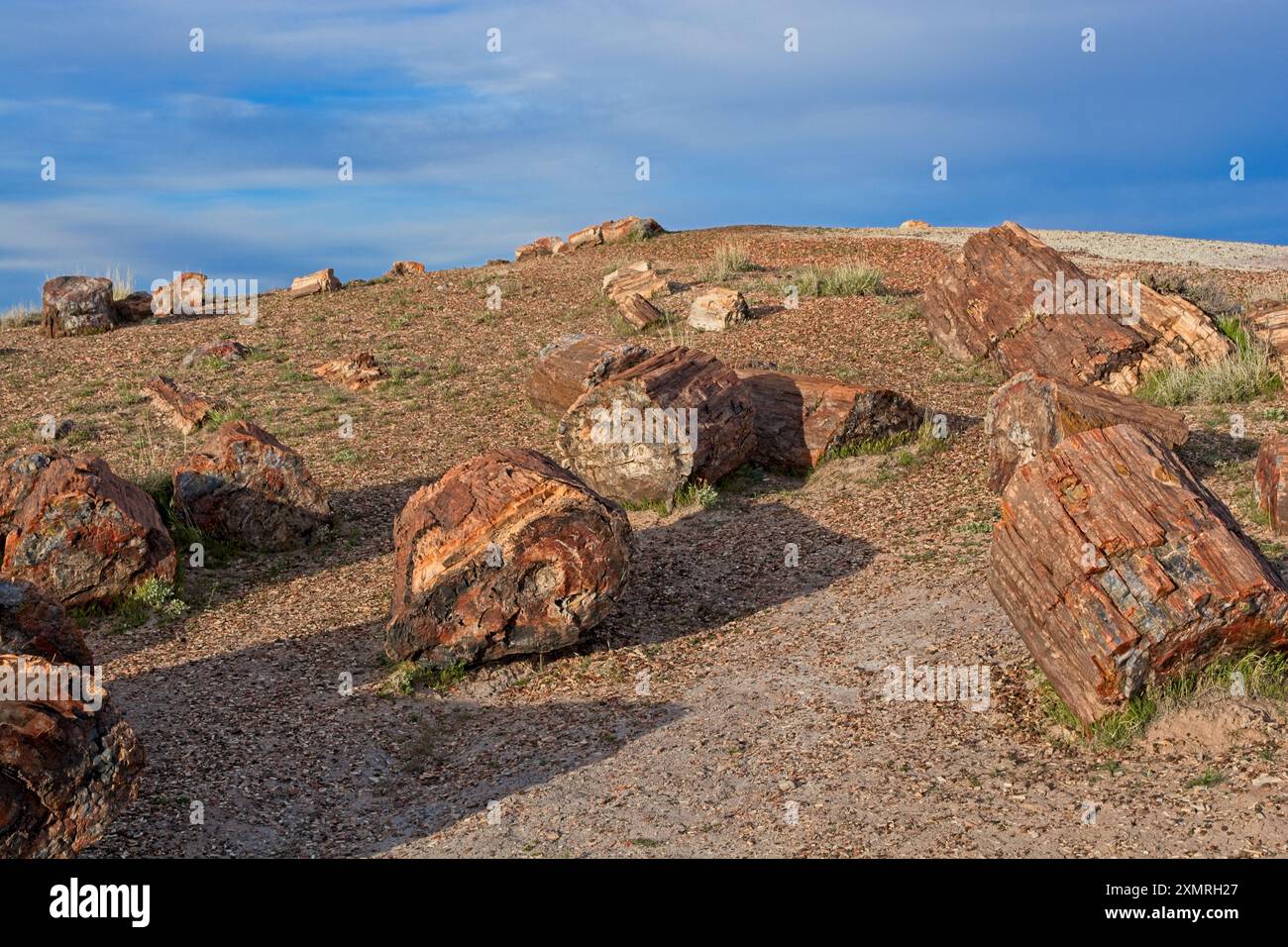 Petrified wood log segments strewn over hillside under moody sky in ...