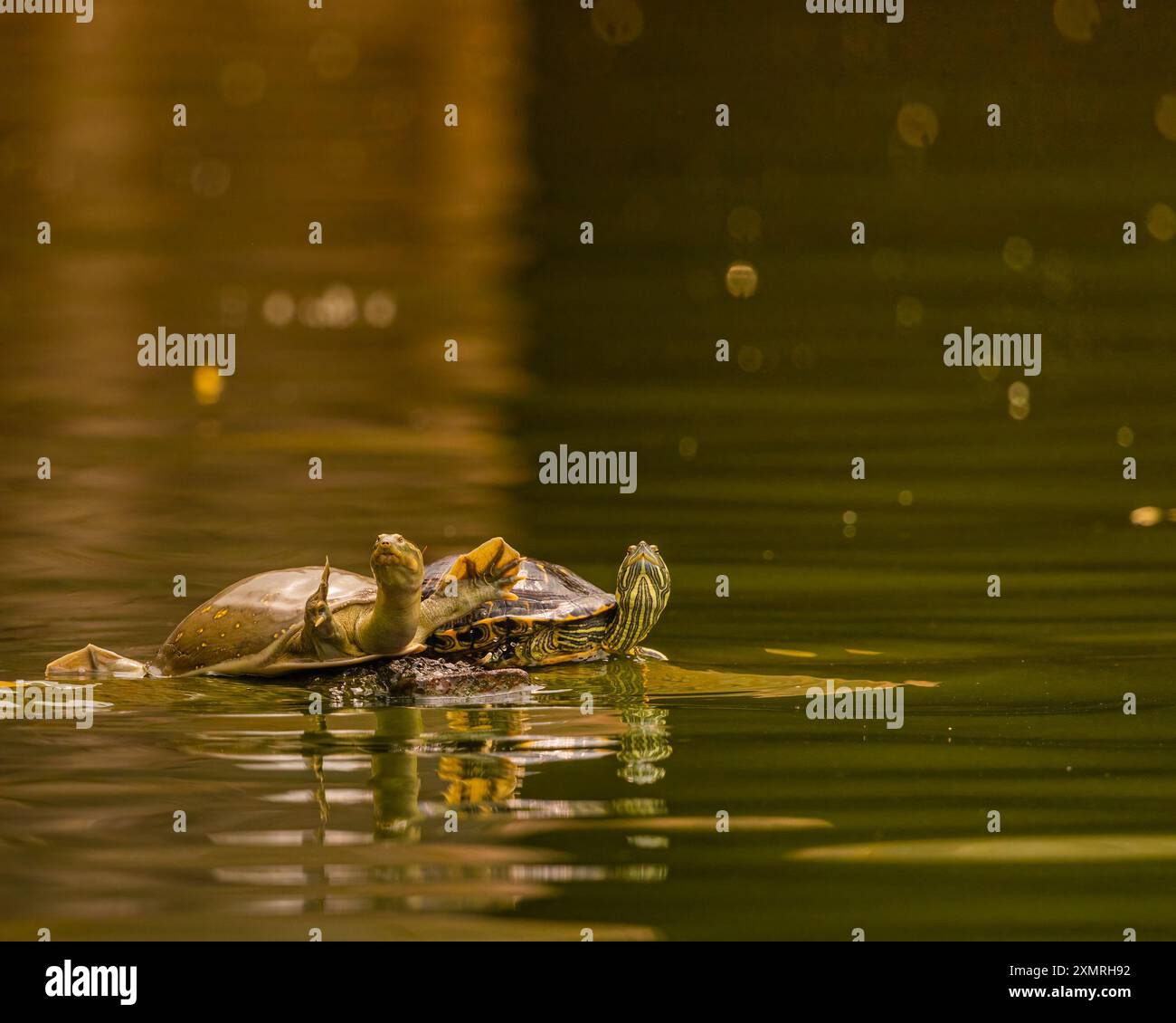 A Pig nose turtle and a red ear slider turtle looking in same direction ...