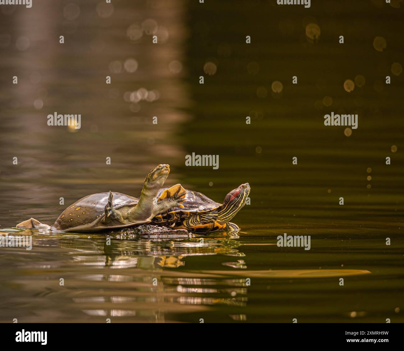 A Pig nose turtle and red ear slider turtle looking up in sky Stock ...