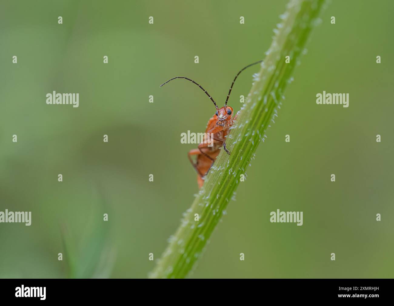 Soldier beetle aphid garden uk hi-res stock photography and images - Alamy