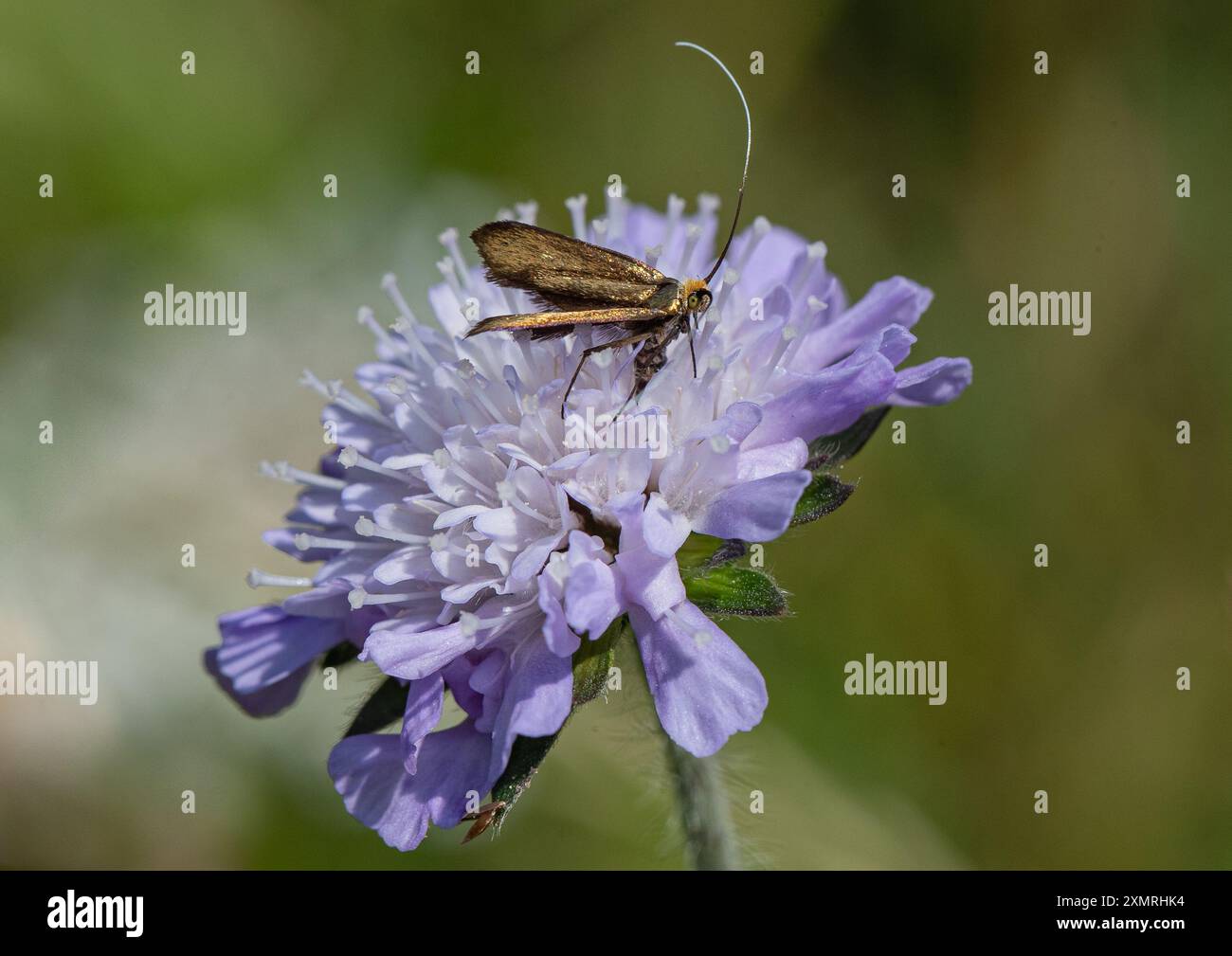 The Nationally Scarce Brassy Longhorn moth (Nemophora metallica ...
