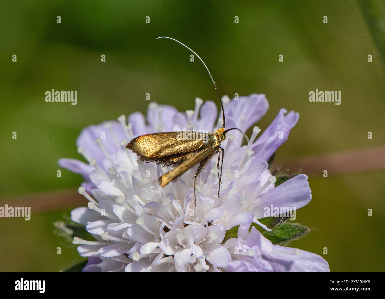 The Nationally Scarce Brassy Longhorn moth (Nemophora metallica ...