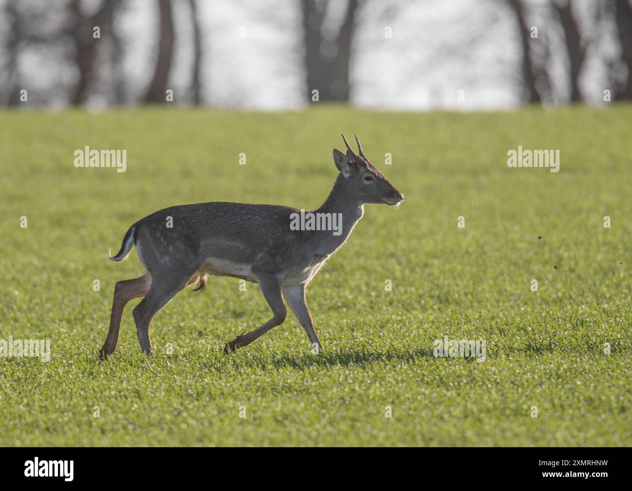 A juvenile Fallow Deer buck or pricket (Dama dama ), showing off his ...