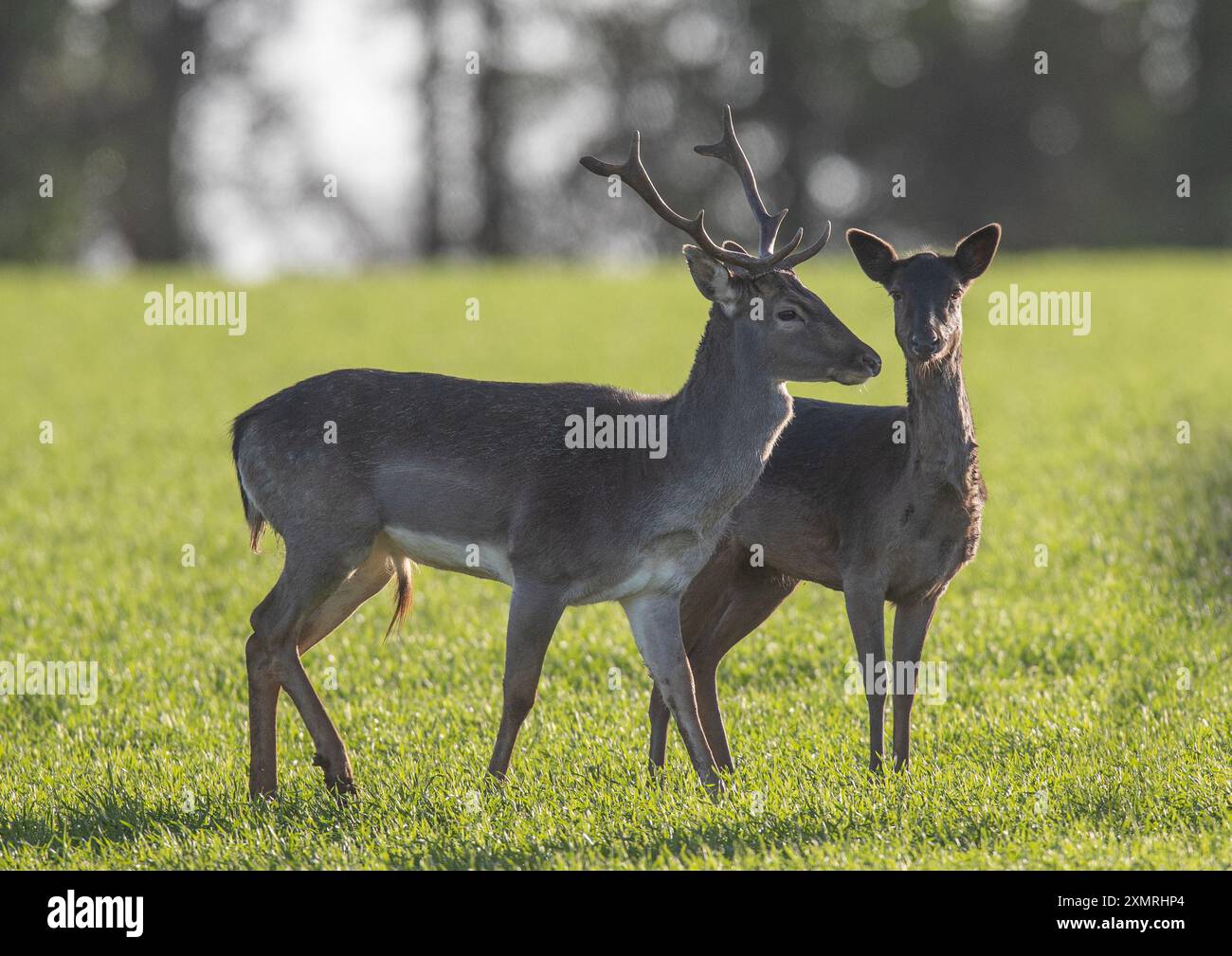 Fallow deer buck ( Dama dama ) with large antlers and his female ...