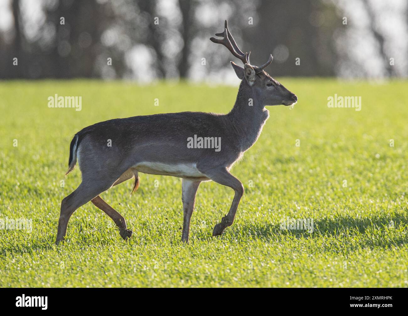 A mature Fallow Deer buck (Dama dama ), showing off his antlers while ...