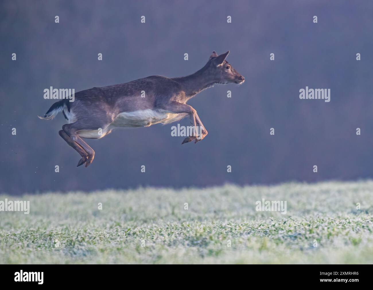 Deer acrobatics . A leaping, bounding Fallow deer ( Dama dama) on a ...