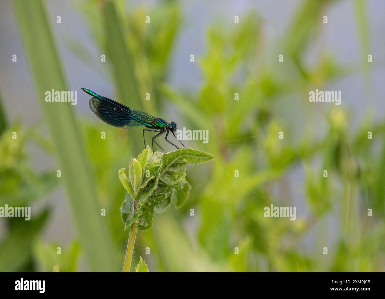 A male Banded Demoiselle(Calopteryx splendens).Showing his bright blue ...