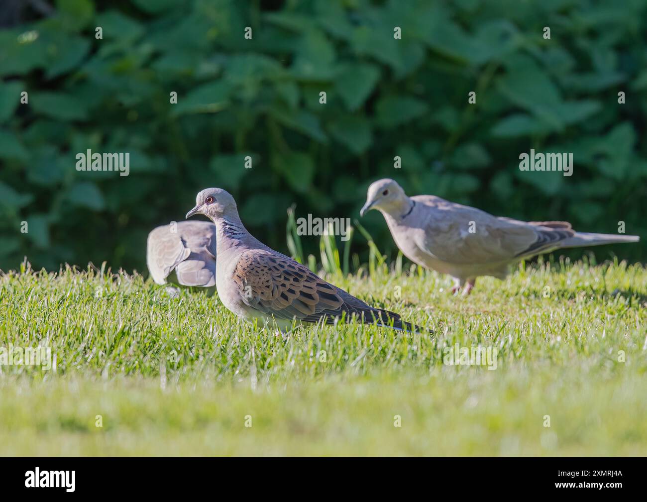 A close up shot of a rare endangered Turtle dove (Streptopelia turtur ...