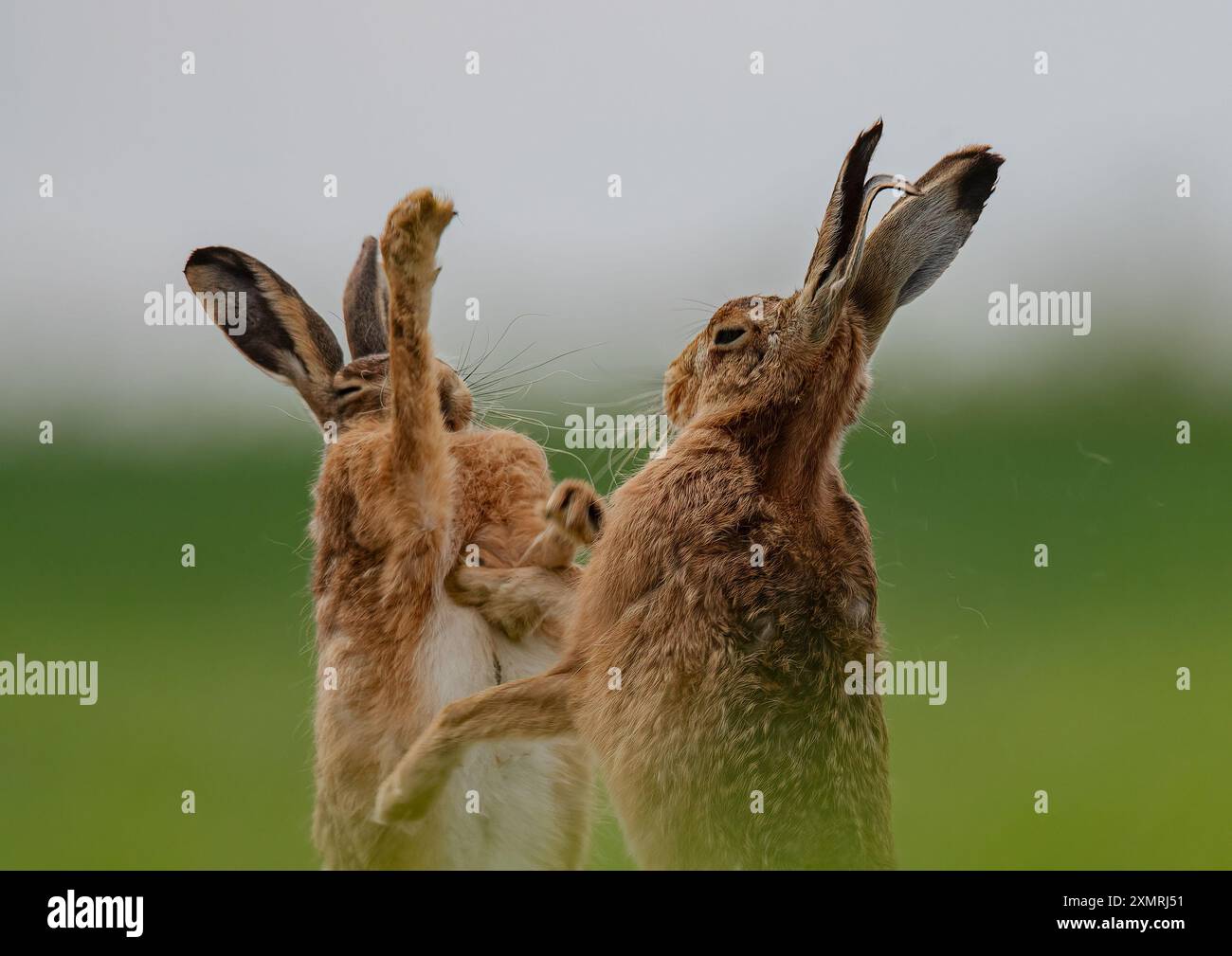 Boxing Hares -Fisticuffs . Close up of a male and female Brown Hare ...