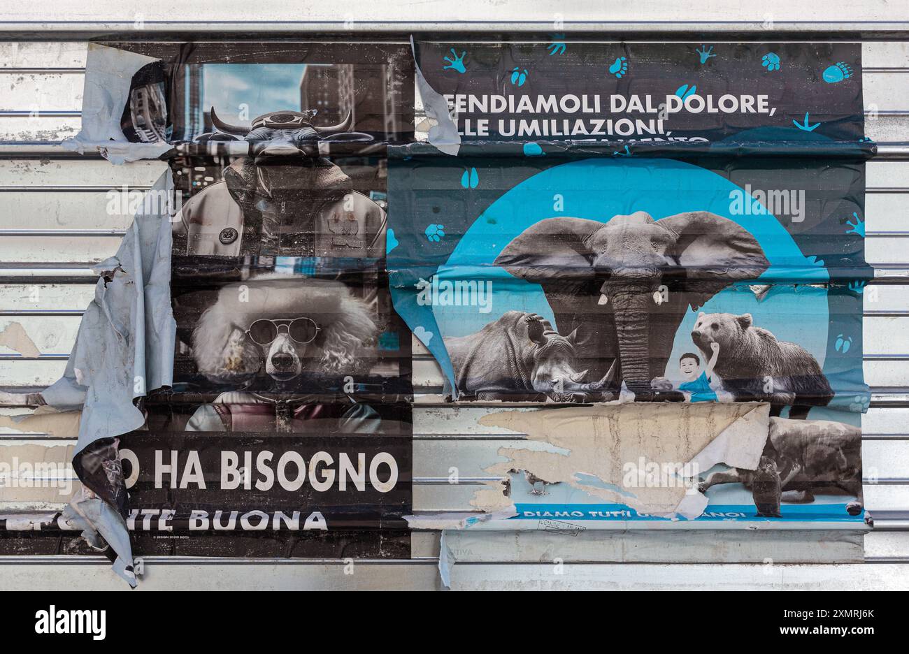 Milan, Italy - March 16, 2024: Torn old posters advocating for animal ...