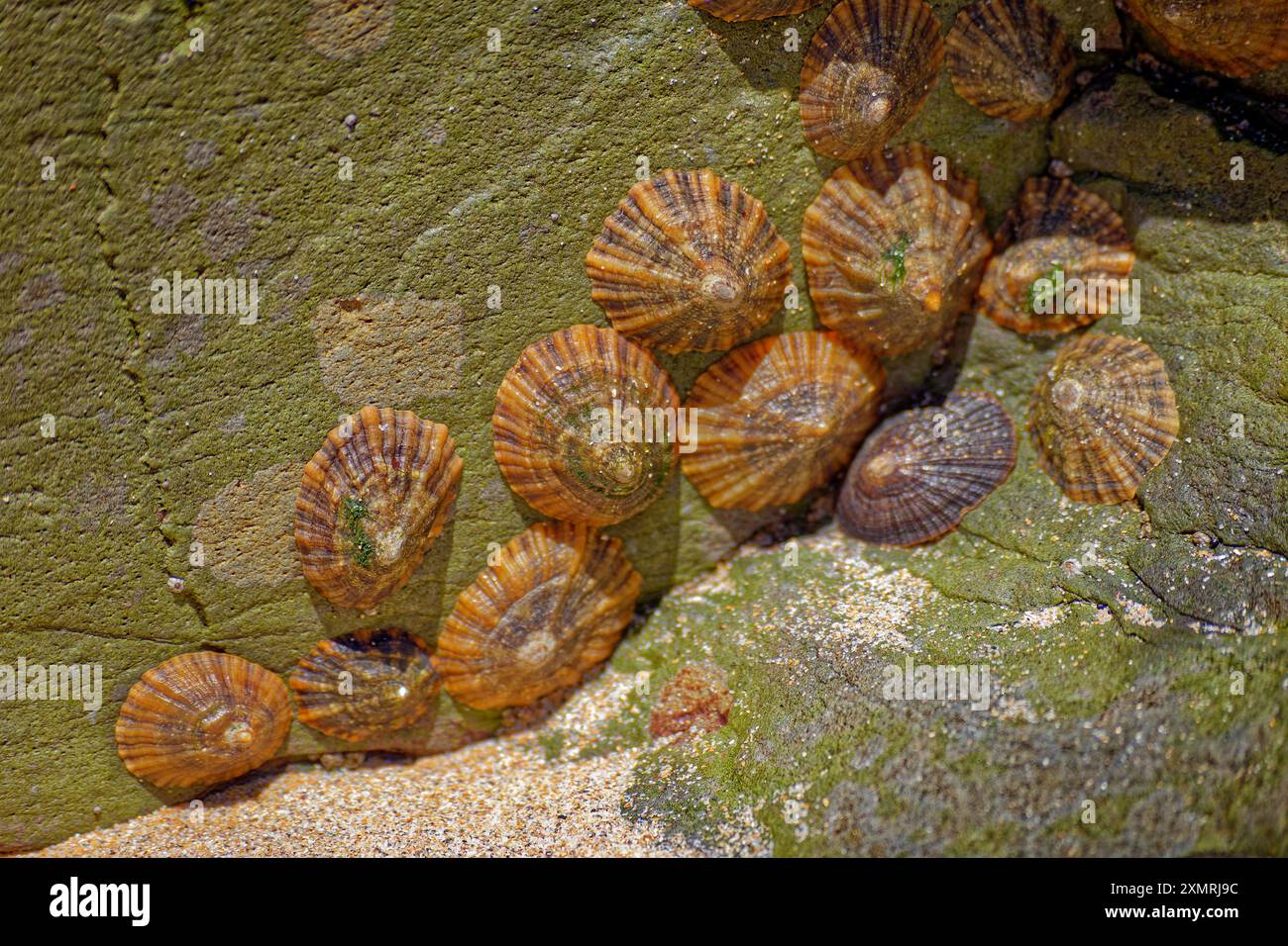 Patelliform hi-res stock photography and images - Alamy