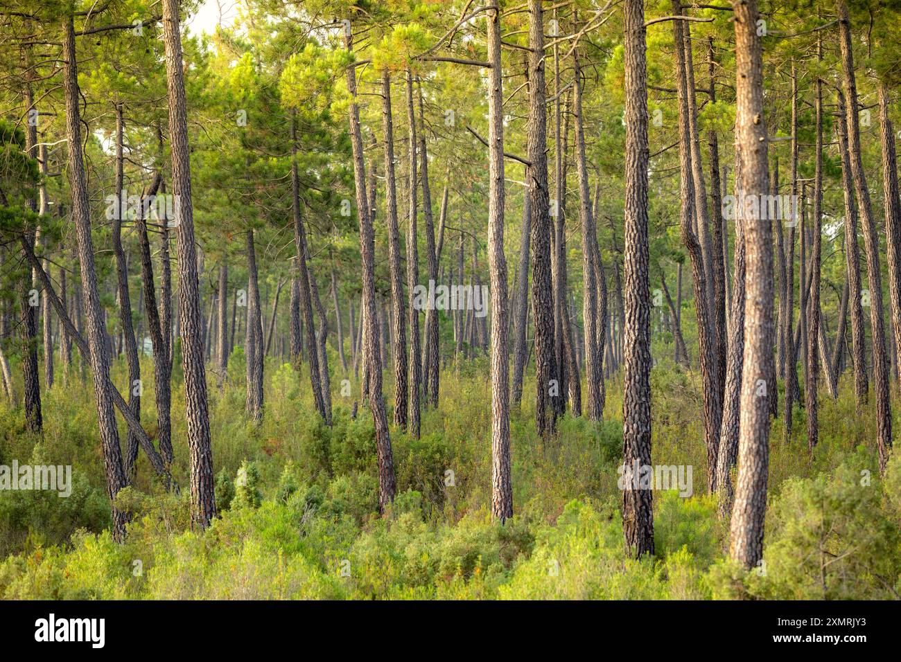 Mediterranean coniferous forest in summer with its thin, tall trunks ...