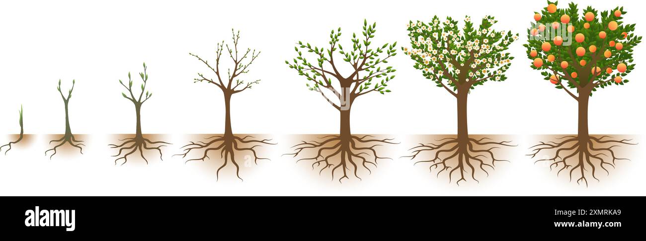 Stage of the life cycle hi-res stock photography and images - Alamy