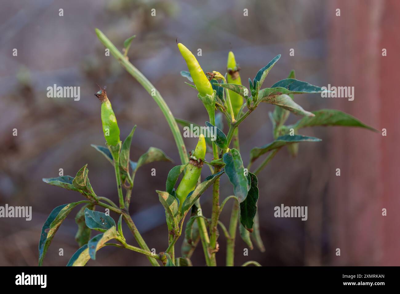 Usda cold hardiness hi-res stock photography and images - Alamy