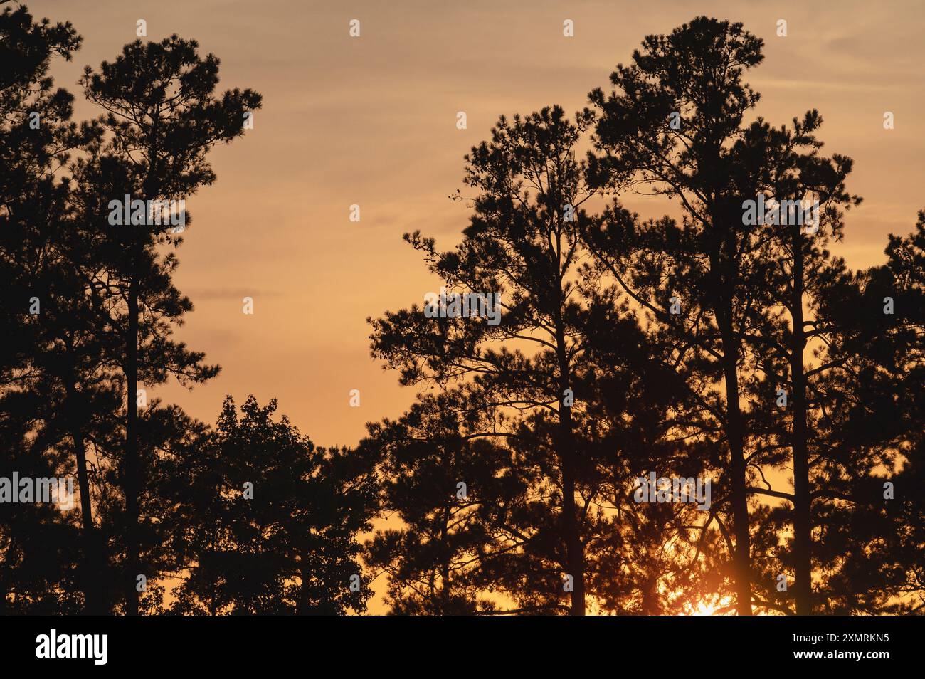 Longleaf pine (Pinus palustris) forest at sunset, North Carolina ...